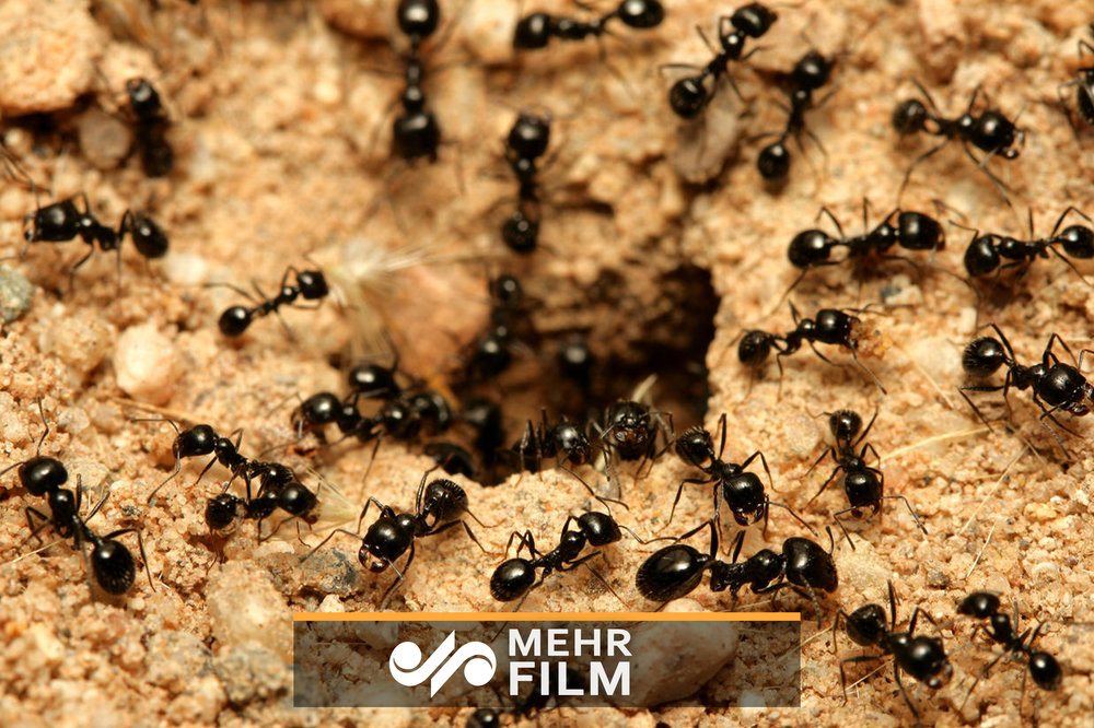 VIDEO: How do ants prevent traffic jam? - Mehr News Agency