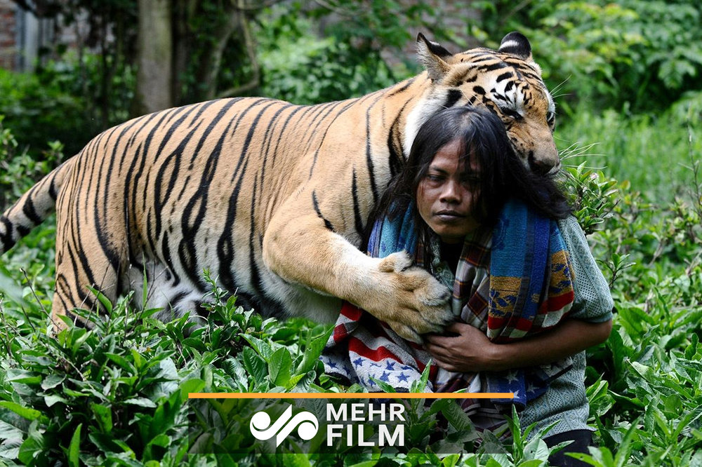 VIDEO: My best friend is a 178kg tiger - Mehr News Agency