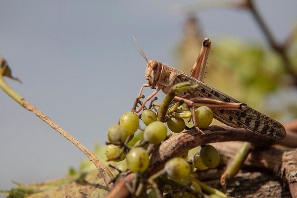 FAO scales up tech assistance to Iran on desert locust infestation ...