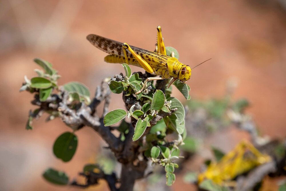 Desert locust to fuel hunger in Asia, Pacific: FAO - Mehr News Agency