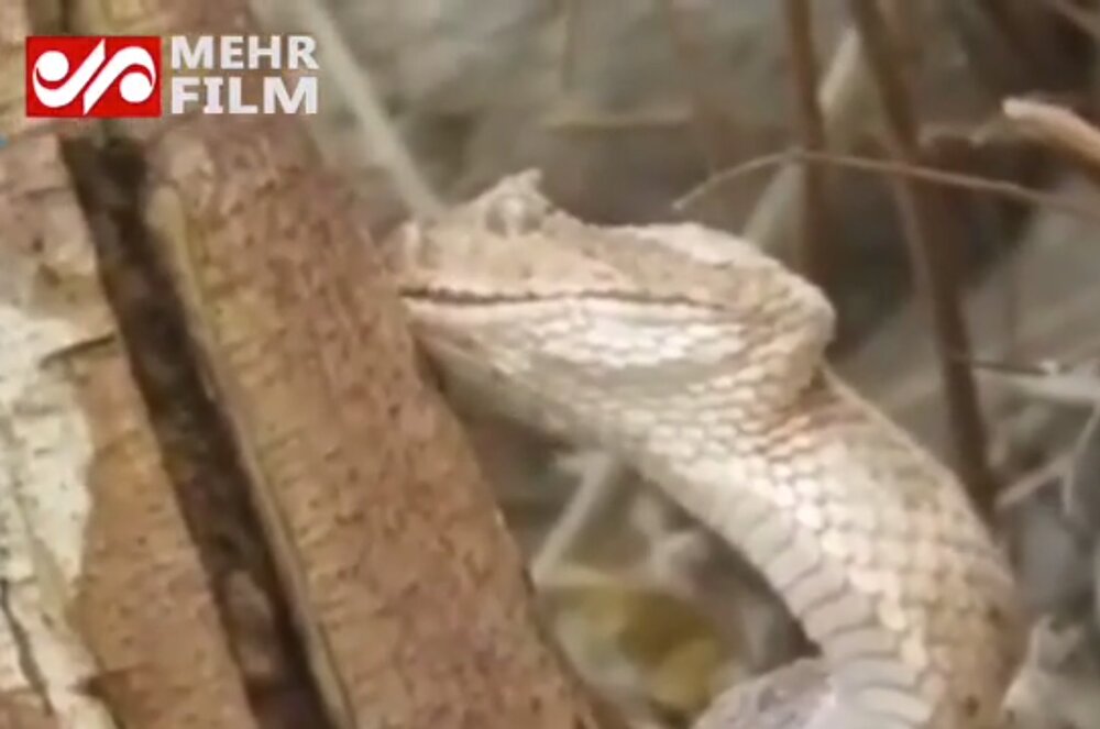 VIDEO: Ranger slakes thirst of poisonous snake in C Iran - Mehr News Agency
