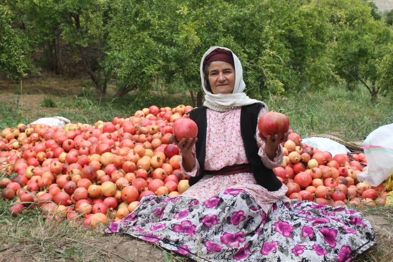 ویترینی از کشاورزی و گردشگری در جنوبی‌ترین نقطه گیلان/ یک روز اناری در ...